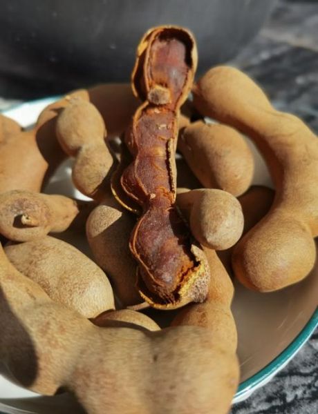 甜角的功效与作用_甜角怎么吃效果最好-第2张图片-山城妙识 甜角的功效与作用_甜角怎么吃效果最好-第2张图片-山城妙识