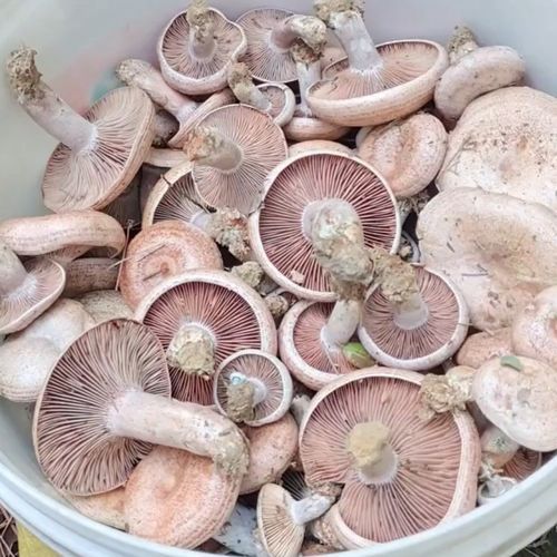 草菇图片怎么辨别好坏_新鲜草菇好坏图解-第3张图片-山城妙识 草菇图片怎么辨别好坏_新鲜草菇好坏图解-第3张图片-山城妙识