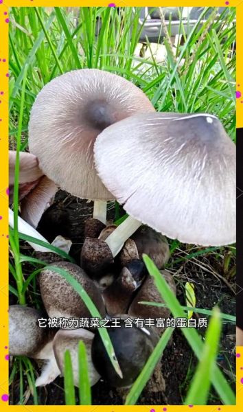 草菇图片怎么辨别好坏_新鲜草菇好坏图解-第1张图片-山城妙识 草菇图片怎么辨别好坏_新鲜草菇好坏图解-第1张图片-山城妙识