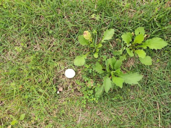 草菇图片怎么辨别好坏_新鲜草菇好坏图解-第2张图片-山城妙识 草菇图片怎么辨别好坏_新鲜草菇好坏图解-第2张图片-山城妙识