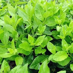 富贵菜图片长什么样_富贵菜和穿心莲区别-第1张图片-山城妙识