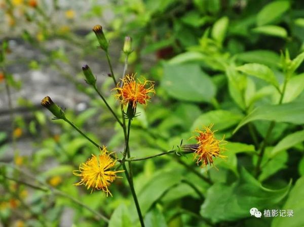 富贵菜图片长什么样_富贵菜和穿心莲区别-第3张图片-山城妙识