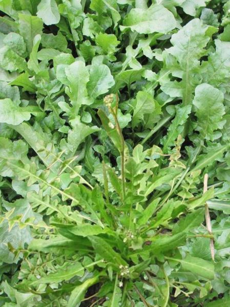 荠菜在南方叫什么菜_荠菜别名大全-第1张图片-山城妙识