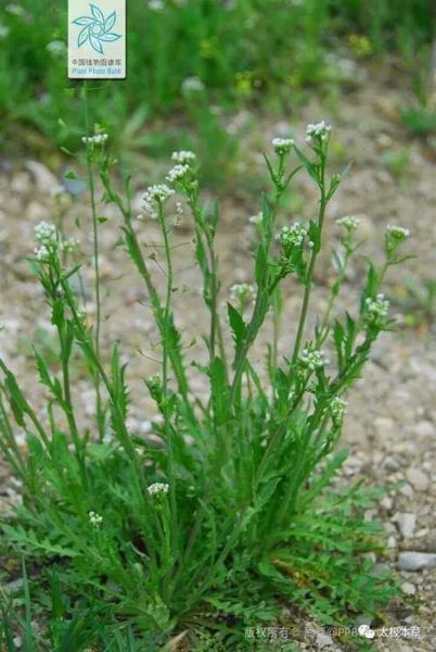 荠菜在南方叫什么菜_荠菜别名大全-第2张图片-山城妙识