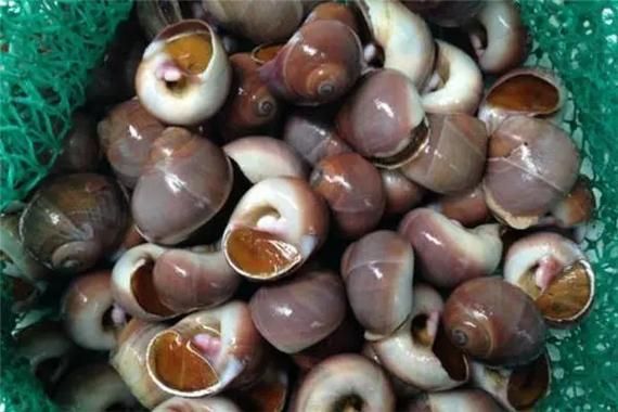 香螺养殖技术_香螺养殖成本利润-第2张图片-山城妙识