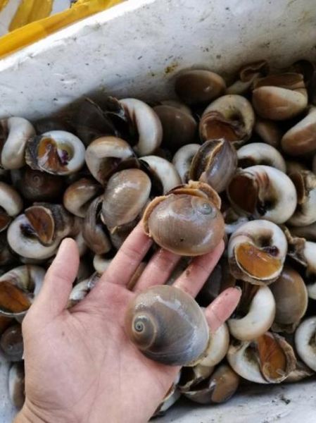 香螺养殖技术_香螺养殖成本利润-第1张图片-山城妙识