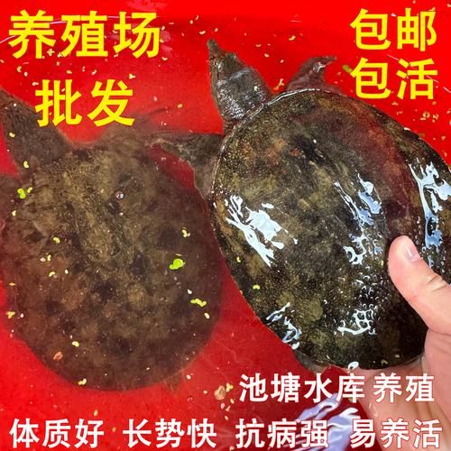 甲鱼苗批发价格多少钱一斤_甲鱼苗批发价格行情-第1张图片-山城妙识