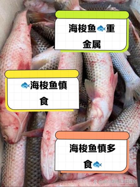 梭鱼头为什么不能吃_梭鱼头重金属超标吗-第2张图片-山城妙识 梭鱼头为什么不能吃_梭鱼头重金属超标吗-第2张图片-山城妙识