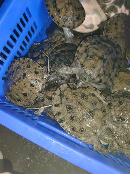 甲鱼苗批发价格多少钱一斤_甲鱼苗批发价格行情-第2张图片-山城妙识