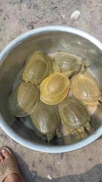 甲鱼苗批发价格多少钱一斤_甲鱼苗批发价格行情-第3张图片-山城妙识