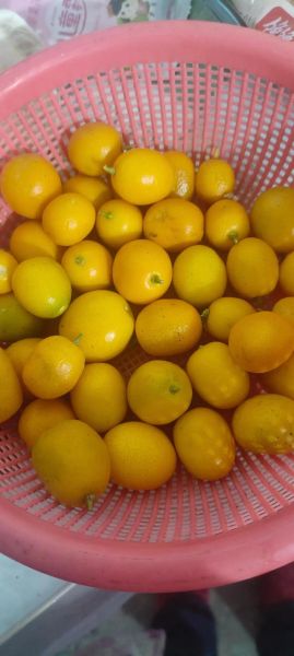 止咳用金桔还是青金桔_哪个效果更好-第3张图片-山城妙识