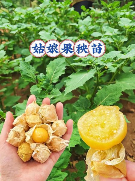 姑娘果怎么种_姑娘果种植条件-第2张图片-山城妙识