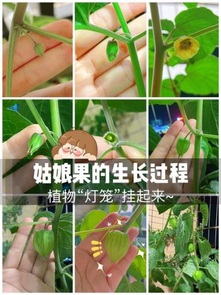 姑娘果怎么种_姑娘果种植条件-第3张图片-山城妙识