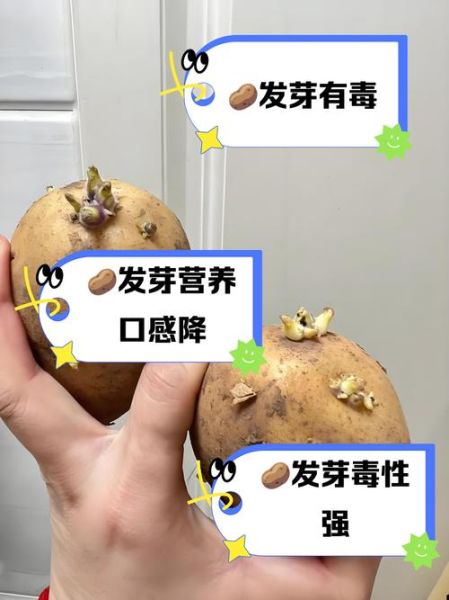 土豆发芽还能不能吃_吃了会中毒吗-第1张图片-山城妙识 土豆发芽还能不能吃_吃了会中毒吗-第1张图片-山城妙识