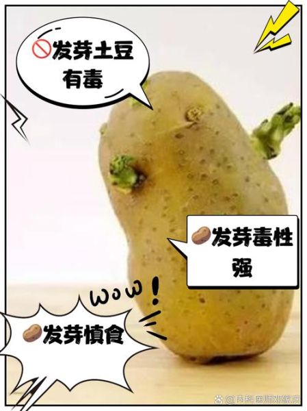 土豆发芽还能不能吃_吃了会中毒吗-第3张图片-山城妙识 土豆发芽还能不能吃_吃了会中毒吗-第3张图片-山城妙识