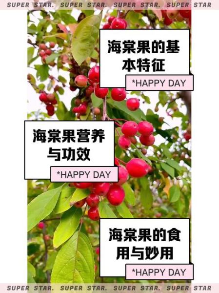 海棠果的功效与作用_海棠果怎么吃最好-第1张图片-山城妙识