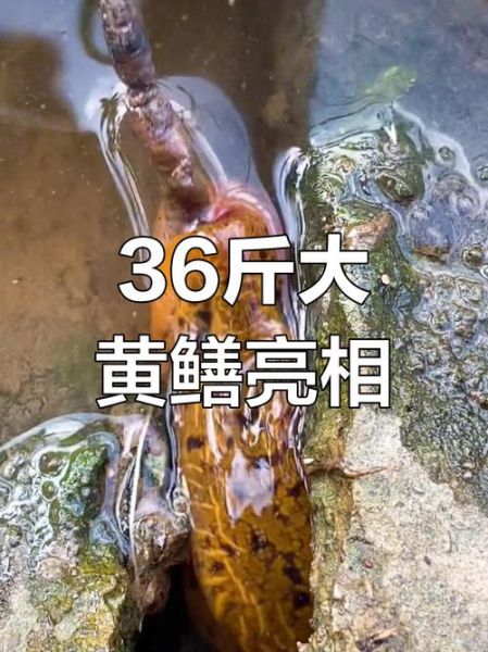 36斤望月鳝长什么样_望月鳝最大能长多大-第2张图片-山城妙识