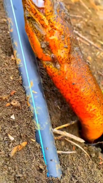 36斤望月鳝长什么样_望月鳝最大能长多大-第1张图片-山城妙识