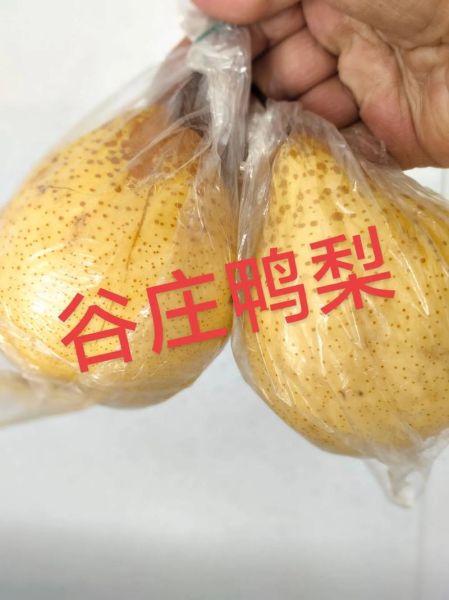 大鸭梨图片_如何拍摄更诱人-第3张图片-山城妙识