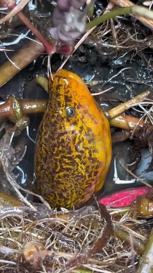 36斤望月鳝长什么样_望月鳝最大能长多大-第3张图片-山城妙识