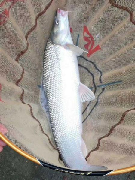 银雪鱼多少钱一斤_银雪鱼价格行情-第1张图片-山城妙识