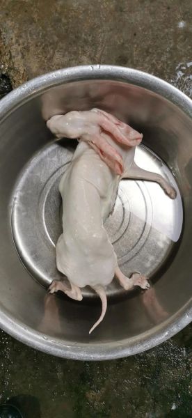 兔肉怎么做好吃_兔肉如何去腥-第1张图片-山城妙识 兔肉怎么做好吃_兔肉如何去腥-第1张图片-山城妙识