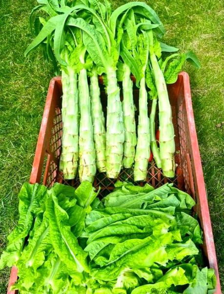 立秋吃什么菜_立秋养生蔬菜推荐-第1张图片-山城妙识