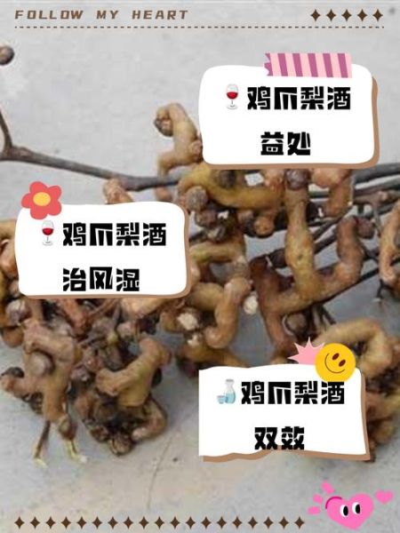 鸡爪梨怎么吃最好_鸡爪梨的正确吃法-第1张图片-山城妙识 鸡爪梨怎么吃最好_鸡爪梨的正确吃法-第1张图片-山城妙识