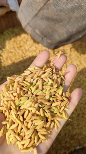 谷子图片大全大图_谷子长什么样-第2张图片-山城妙识