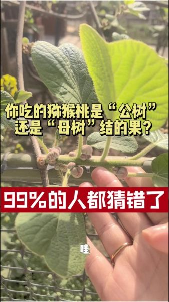 猕猴桃树怎么分公母_公母猕猴桃树辨别方法-第1张图片-山城妙识