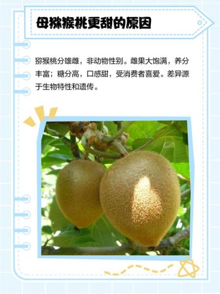 猕猴桃树怎么分公母_公母猕猴桃树辨别方法-第3张图片-山城妙识