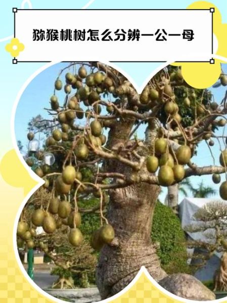 猕猴桃树怎么分公母_公母猕猴桃树辨别方法-第2张图片-山城妙识