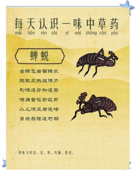 知了壳有什么功效_知了壳能治什么病-第1张图片-山城妙识 知了壳有什么功效_知了壳能治什么病-第1张图片-山城妙识