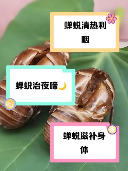 知了壳有什么功效_知了壳能治什么病-第2张图片-山城妙识 知了壳有什么功效_知了壳能治什么病-第2张图片-山城妙识