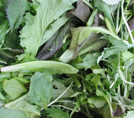 潺菜不能和什么一起吃_潺菜相克食物有哪些-第3张图片-山城妙识 潺菜不能和什么一起吃_潺菜相克食物有哪些-第3张图片-山城妙识