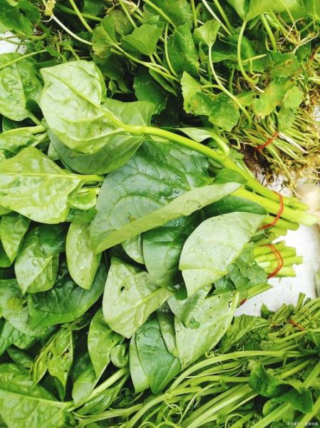 潺菜不能和什么一起吃_潺菜相克食物有哪些-第2张图片-山城妙识 潺菜不能和什么一起吃_潺菜相克食物有哪些-第2张图片-山城妙识