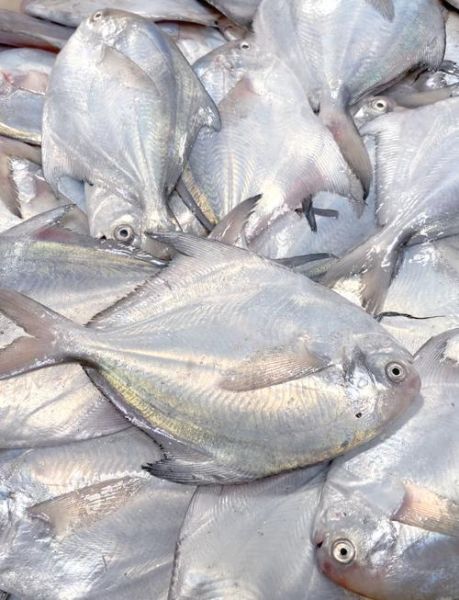 金鲳鱼是海鱼还是淡水鱼_金鲳鱼养殖环境揭秘-第3张图片-山城妙识 金鲳鱼是海鱼还是淡水鱼_金鲳鱼养殖环境揭秘-第3张图片-山城妙识