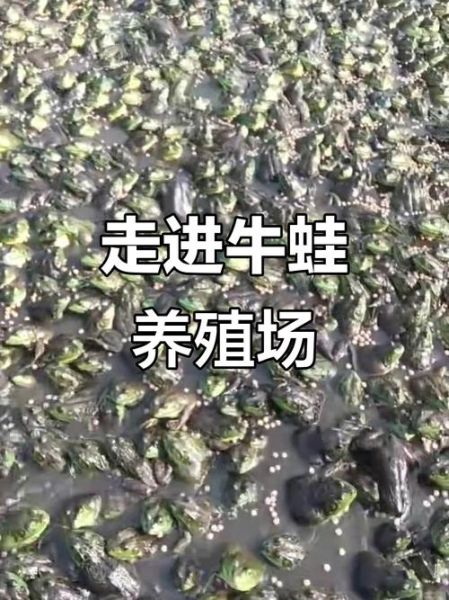牛蛙养殖周期多久_牛蛙养殖周期成本利润-第1张图片-山城妙识 牛蛙养殖周期多久_牛蛙养殖周期成本利润-第1张图片-山城妙识
