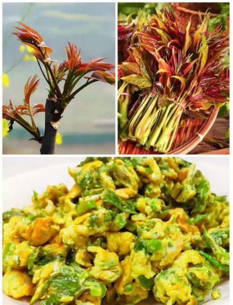 香椿鸡蛋怎么做_香椿鸡蛋的做法窍门-第1张图片-山城妙识