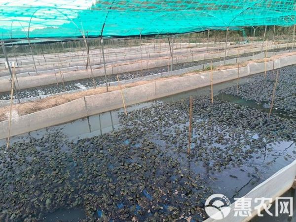 牛蛙养殖周期多久_牛蛙养殖周期成本利润-第2张图片-山城妙识 牛蛙养殖周期多久_牛蛙养殖周期成本利润-第2张图片-山城妙识