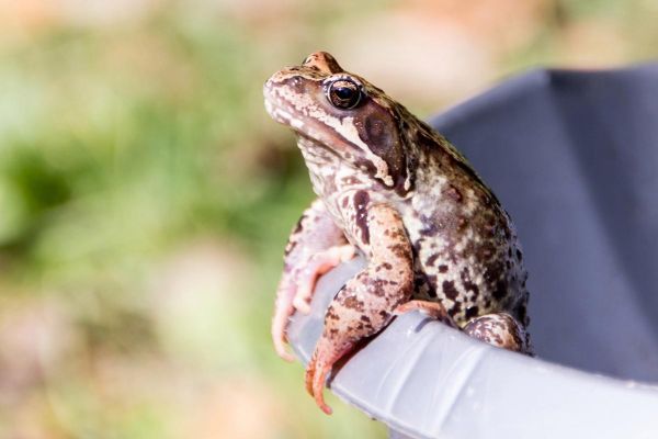 牛蛙养殖周期多久_牛蛙养殖周期成本利润-第3张图片-山城妙识 牛蛙养殖周期多久_牛蛙养殖周期成本利润-第3张图片-山城妙识