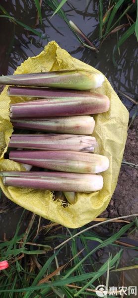 茭白又叫什么名字_茭白别名有哪些-第1张图片-山城妙识
