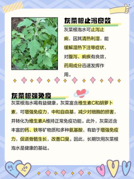 灰菜可以吃吗_灰菜的功效与作用-第1张图片-山城妙识