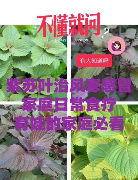 紫苏叶的功效与作用_紫苏叶主治哪些病-第1张图片-山城妙识 紫苏叶的功效与作用_紫苏叶主治哪些病-第1张图片-山城妙识