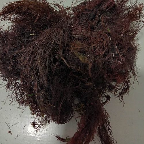 石花菜熬冻怎么做_石花菜冻多久凝固-第3张图片-山城妙识