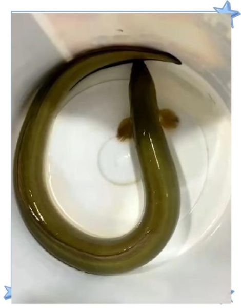 山鳗鱼图片_山鳗鱼长什么样-第2张图片-山城妙识