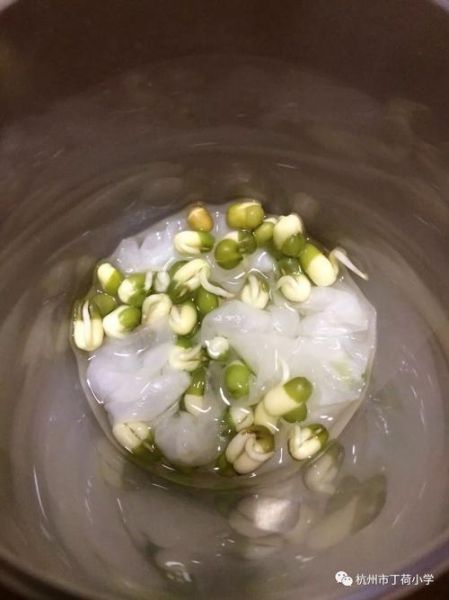 绿豆发芽全过程_绿豆几天能发芽-第1张图片-山城妙识