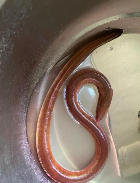 山鳗鱼图片_山鳗鱼长什么样-第3张图片-山城妙识