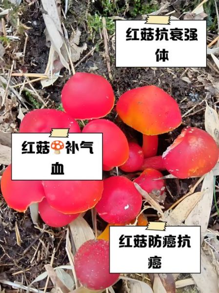 红菇图片功效_红菇有什么营养价值-第1张图片-山城妙识 红菇图片功效_红菇有什么营养价值-第1张图片-山城妙识
