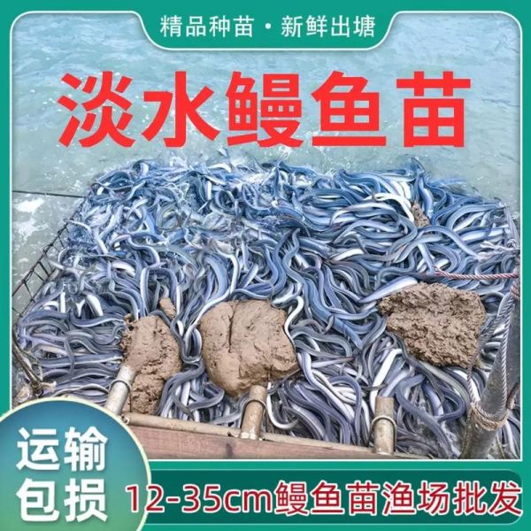 鳗鱼苗价格多少钱一斤_鳗鱼苗批发价格行情-第1张图片-山城妙识